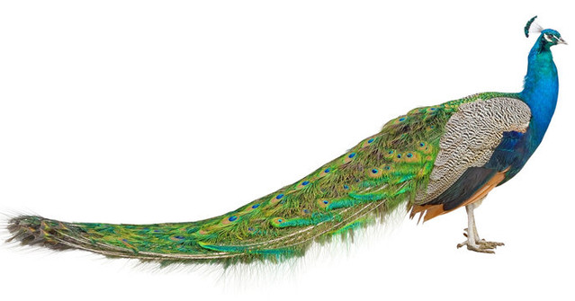 Birds ( पक्षिणः ) - Sanskrit Glossary (Word List) | KST